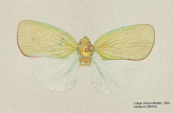 Papua Insects Foundation (Hemiptera/Auchenorrhyncha/leafhopper ...